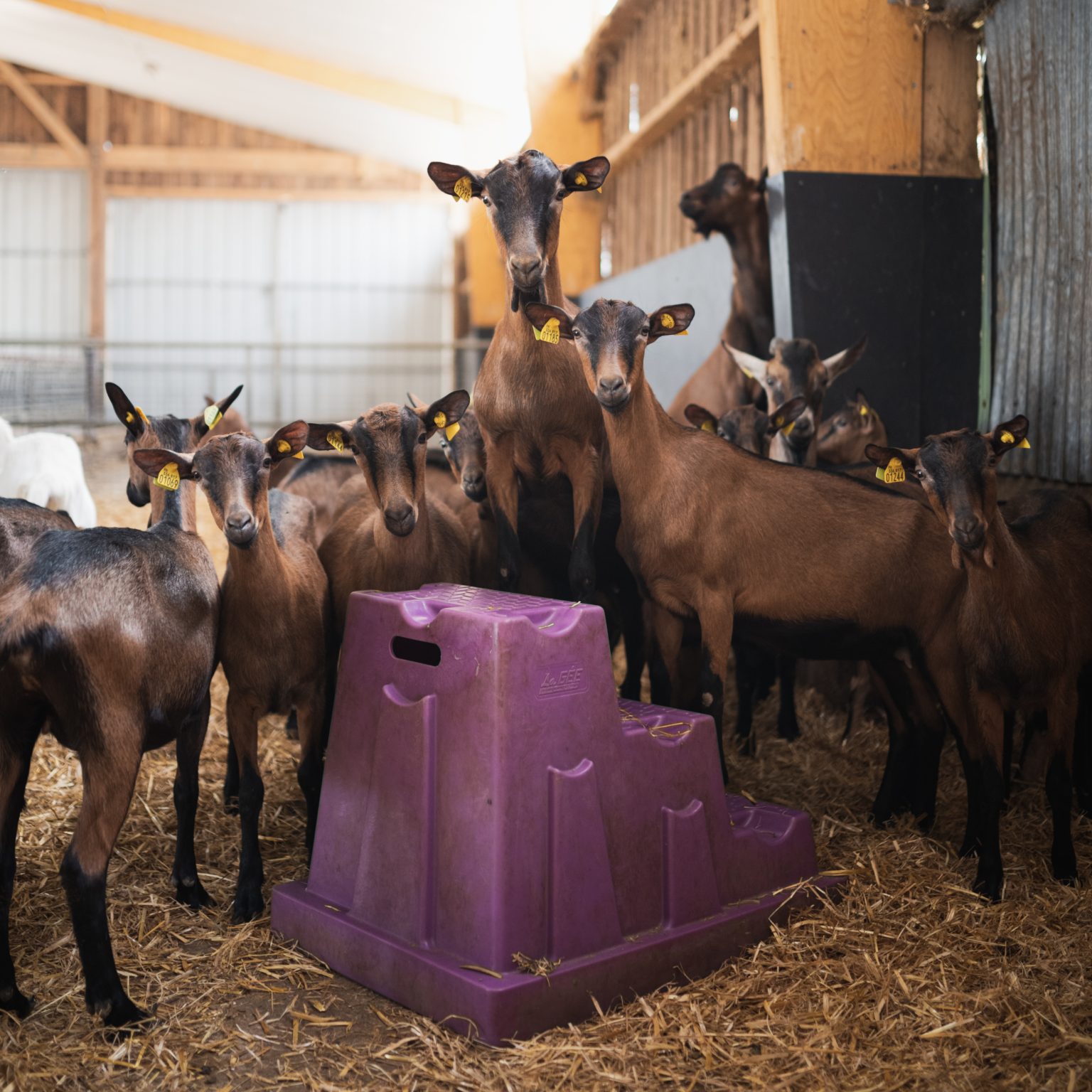 Soignon looks after the well-being of its goats - Agrial