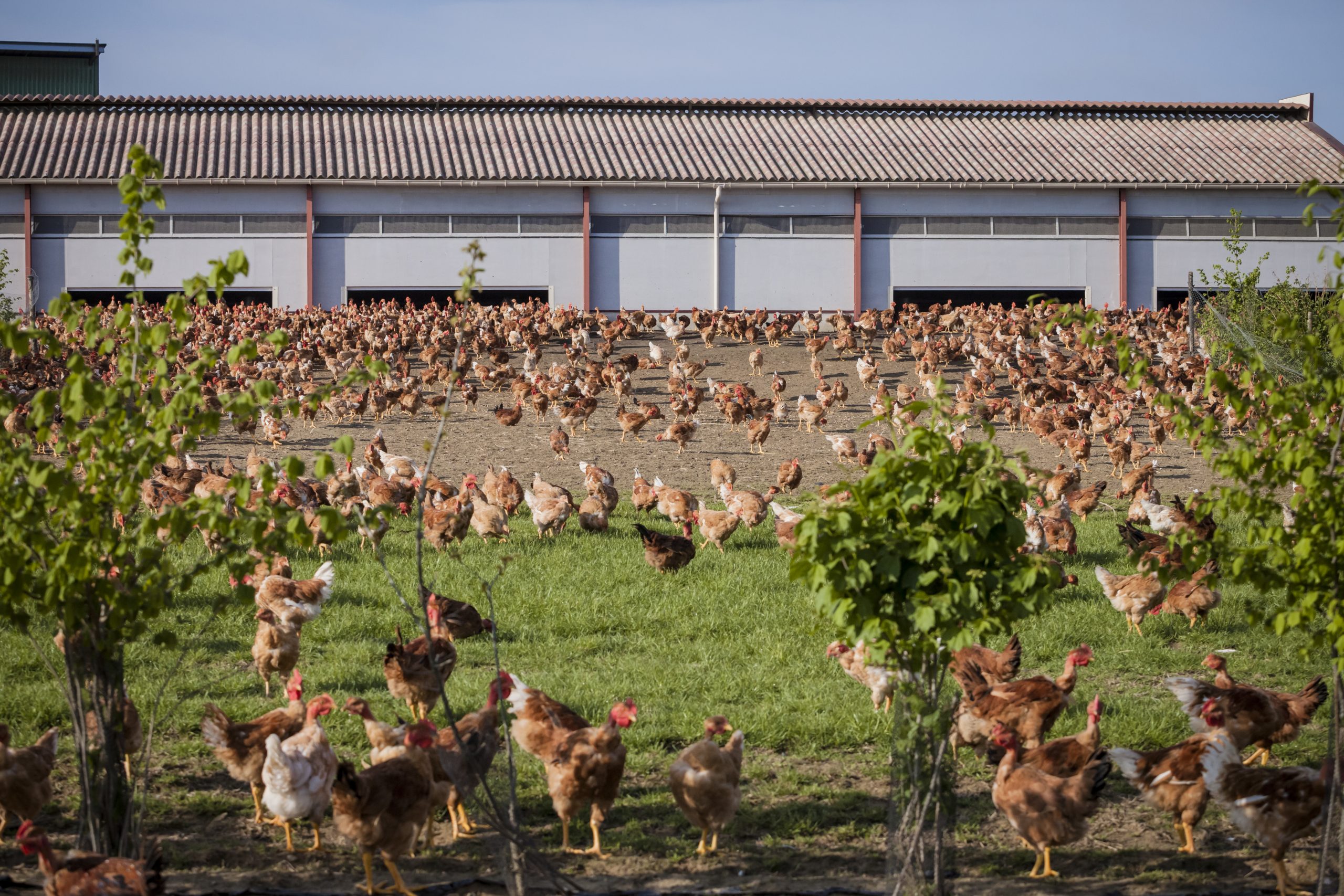 Agroforesterie : Le Groupement avicole lance un plan d’action pour le ...